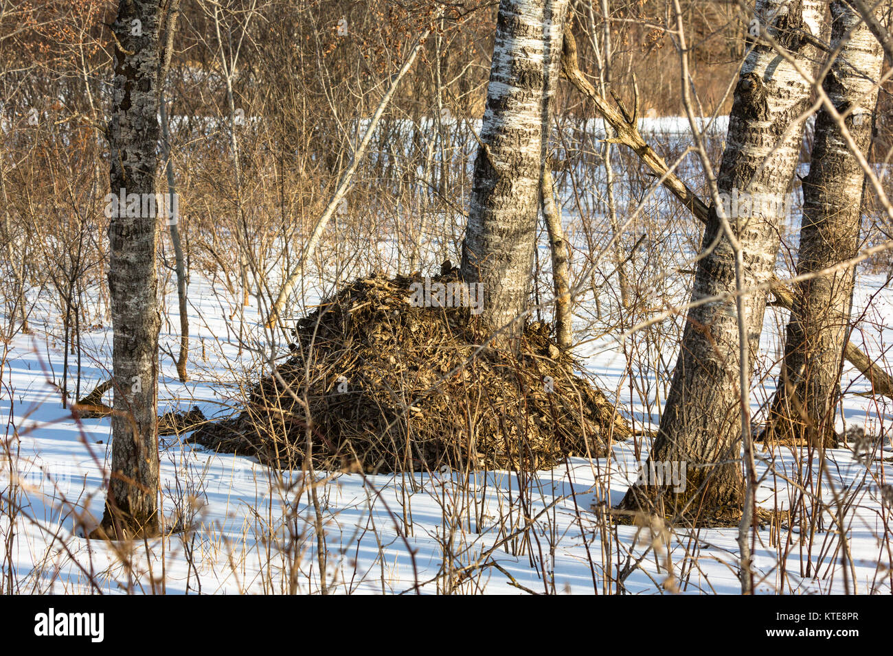 Muskrat house hi-res stock photography and images - Alamy