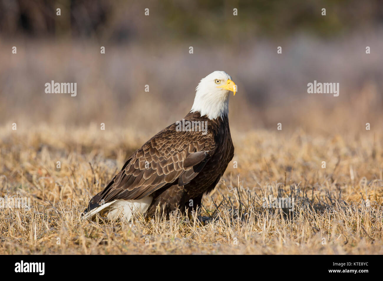 American bald eagle standing on hi-res stock photography and images - Alamy