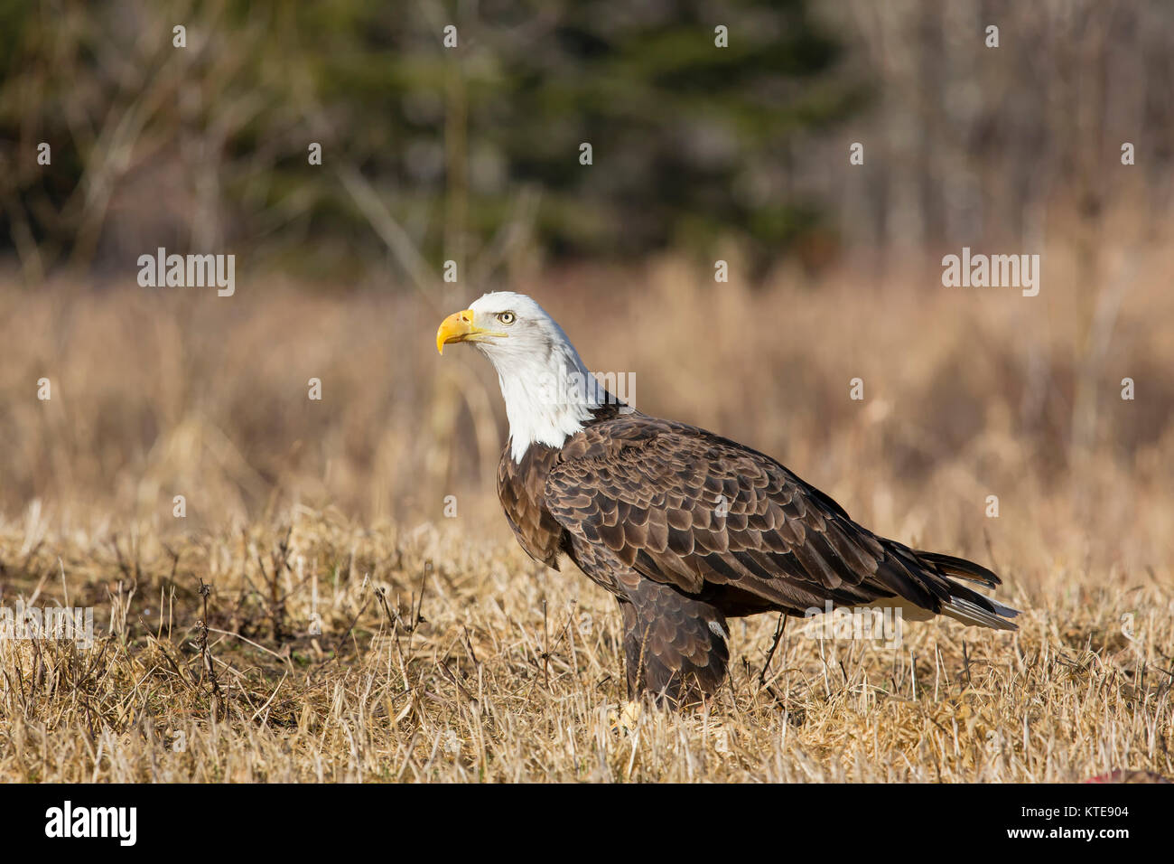 Eagle spring hi-res stock photography and images - Alamy