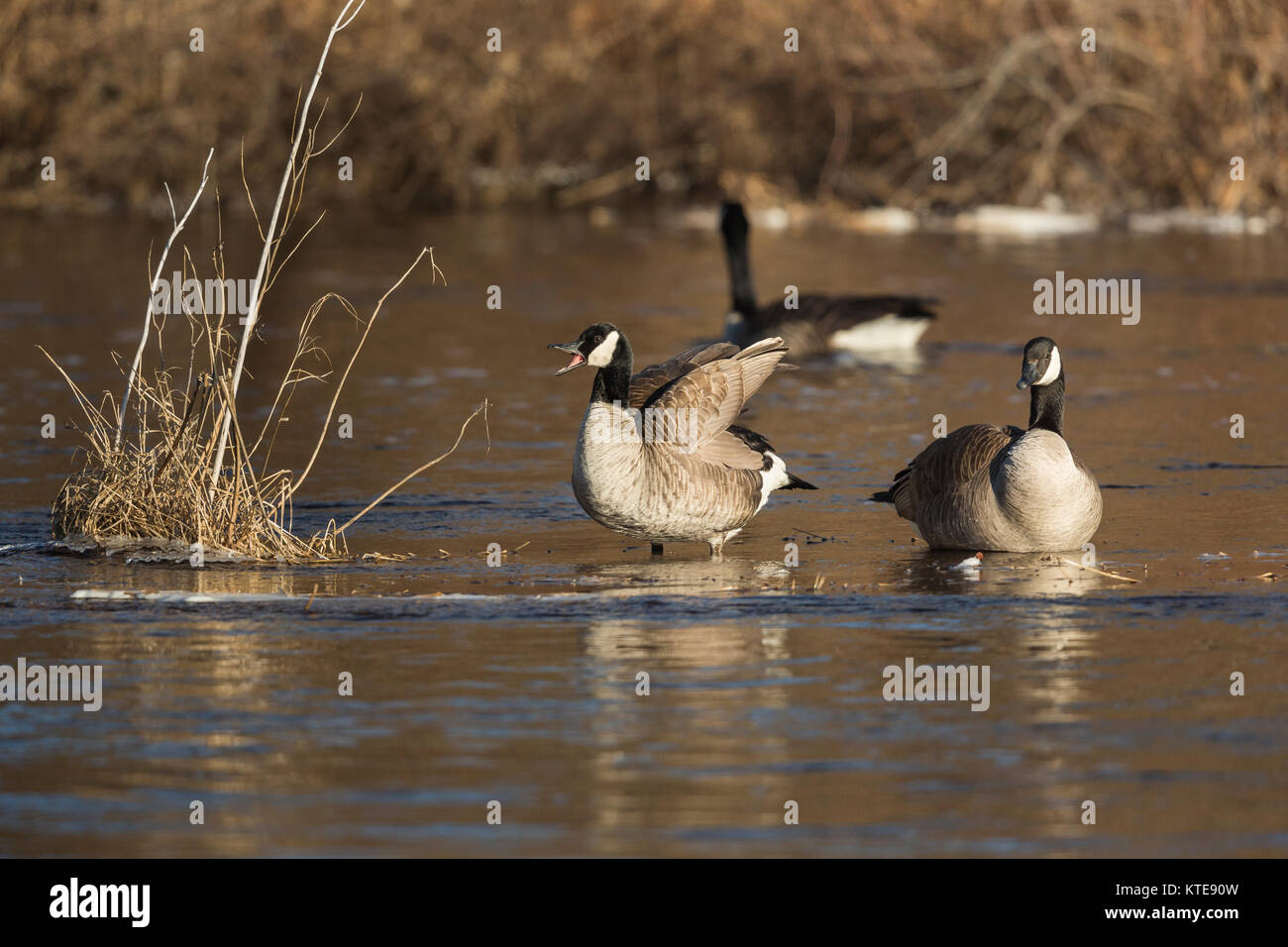 Canada geese on the Chippewa River in northern Wisconsin Stock Photo ...