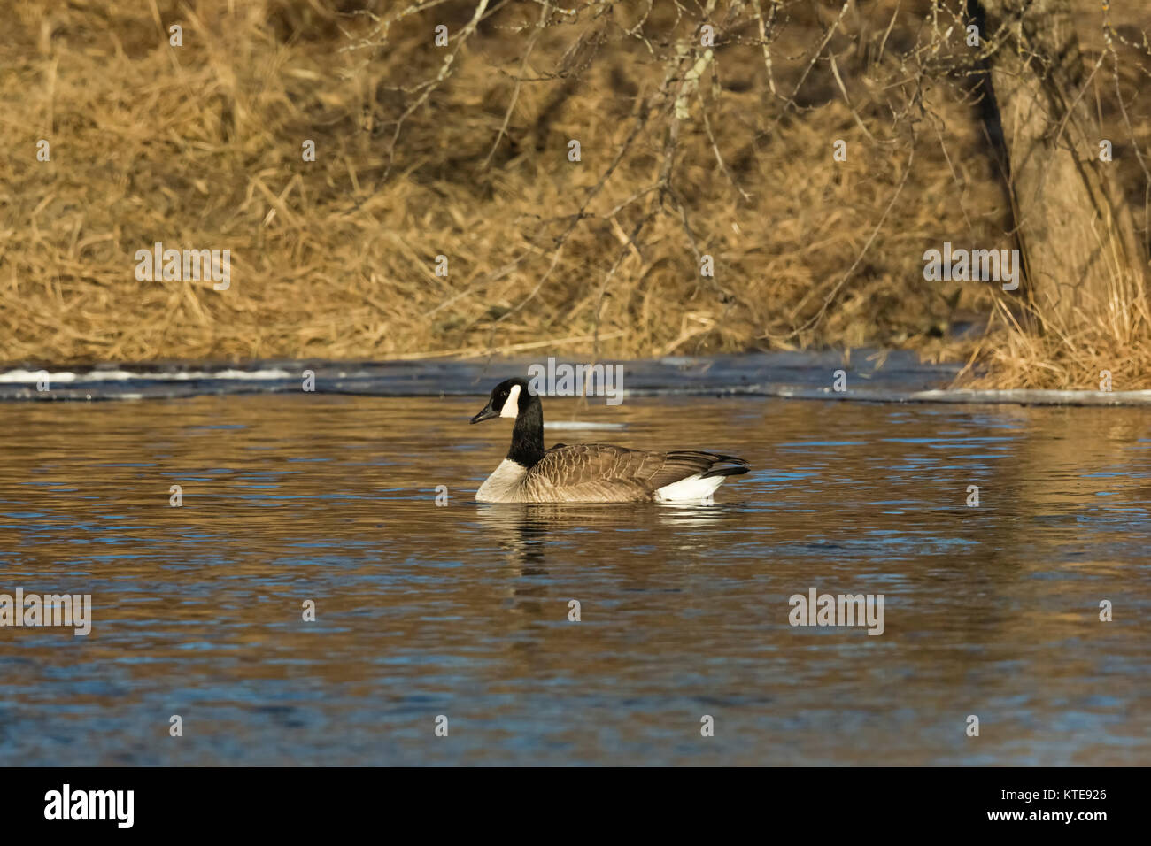 Canada goose on the Chippewa River in northern Wisconsin Stock Photo ...