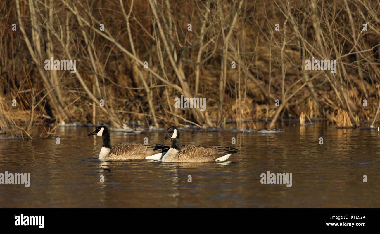 Nuisance goose hi-res stock photography and images - Alamy