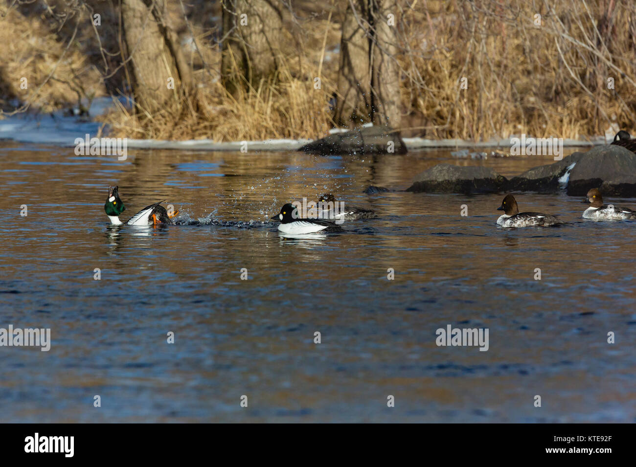 Drake common goldeneye displaying on the Chippewa River in northern ...