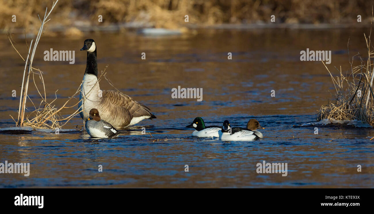Hen common goldeneye hi-res stock photography and images - Alamy