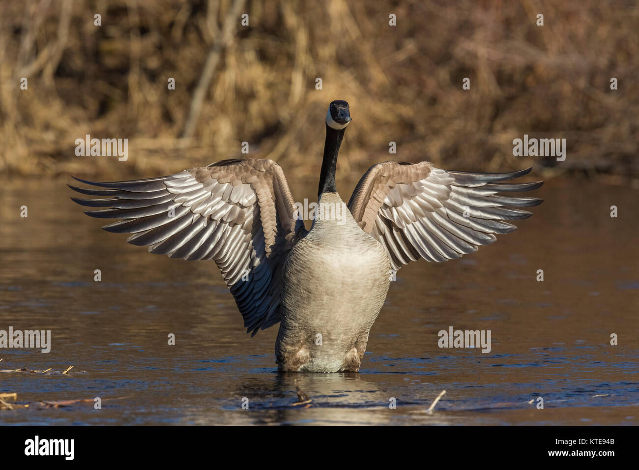 Goose stretching its wings hi-res stock photography and images - Alamy