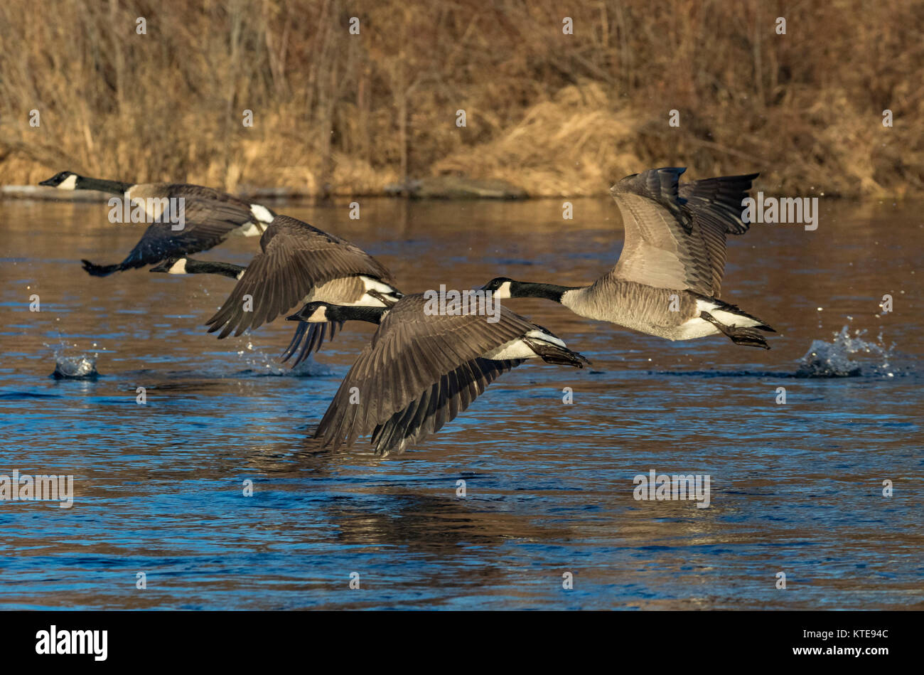 Canada geese taking flight in northern Wisconsin Stock Photo - Alamy