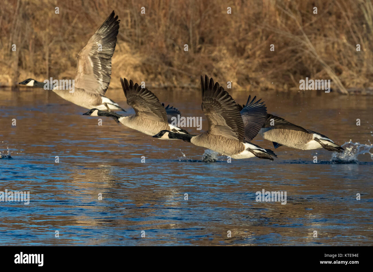 Canada geese taking flight in northern Wisconsin Stock Photo - Alamy