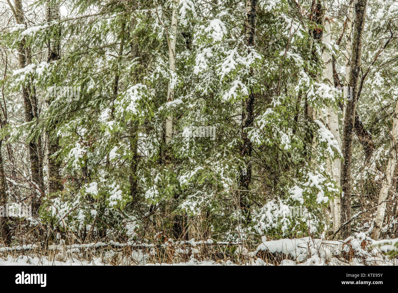 Beautiful branches spruce covered hi-res stock photography and images ...