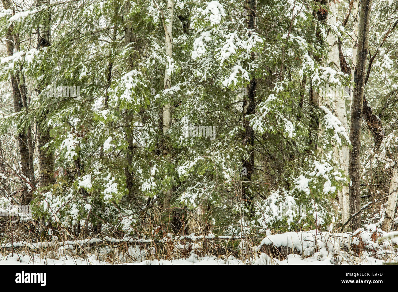 Beautiful branches spruce covered hi-res stock photography and images ...