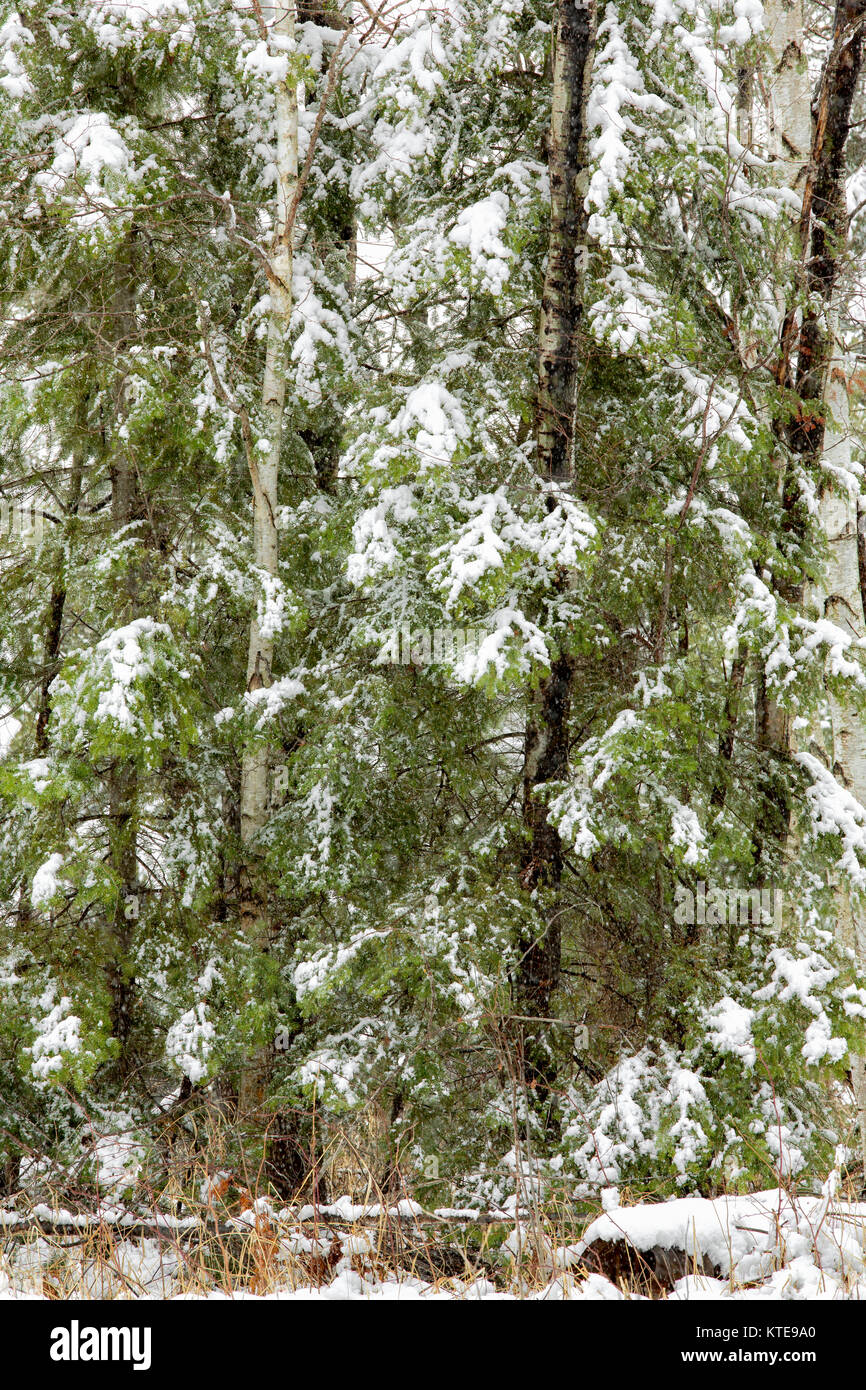 Beautiful branches spruce covered hi-res stock photography and images ...