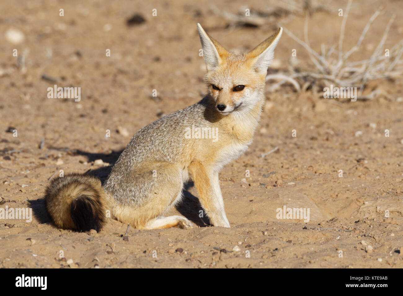 Cape fox (Vulpes chama), adult female sitting, attentive, evening light ...