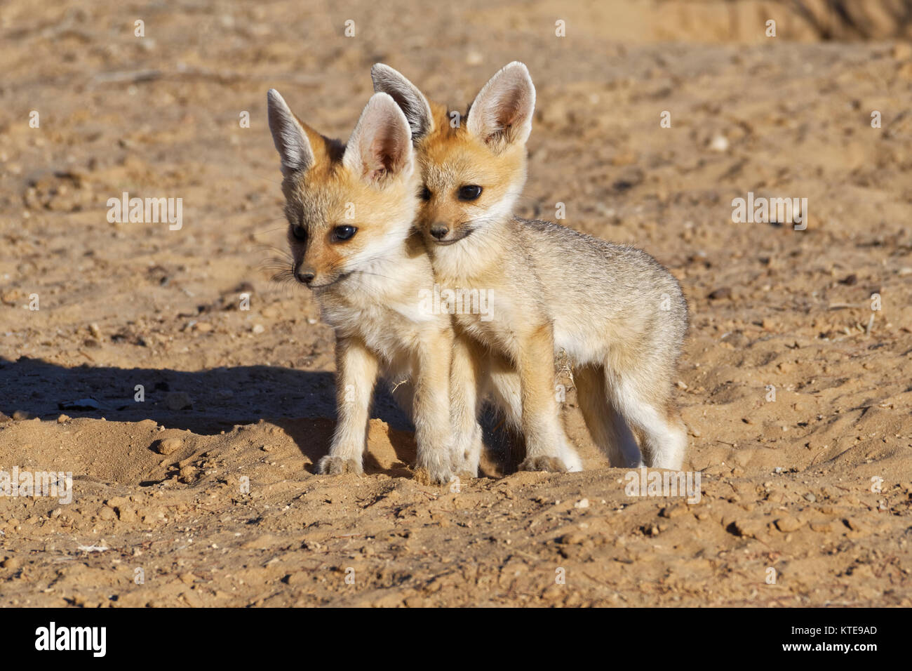 Cape foxes (Vulpes chama), two cubs leaning against each other ...