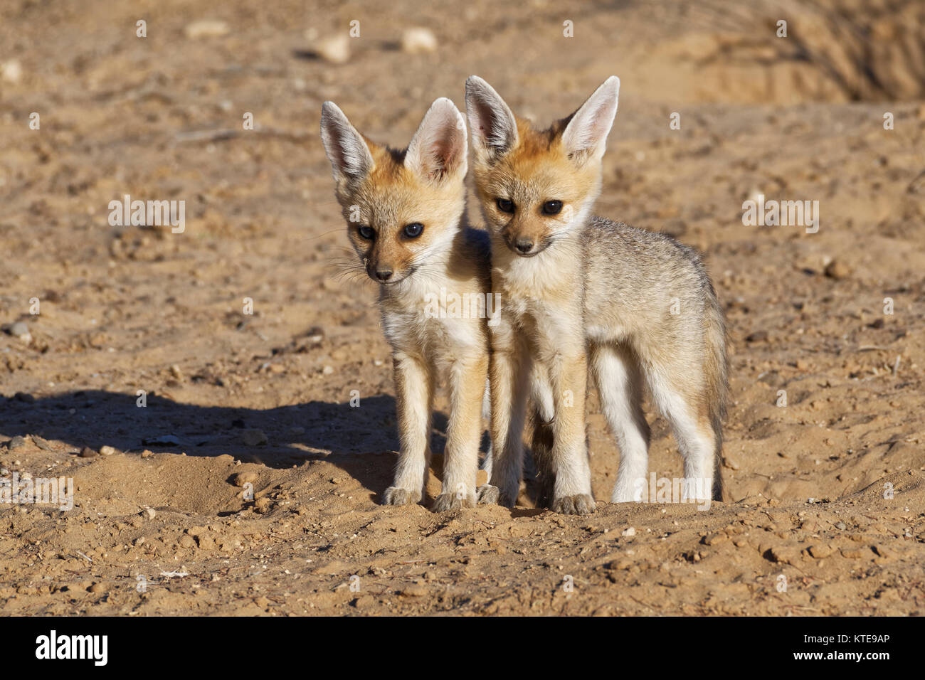 Cape foxes (Vulpes chama), two cubs leaning against each other ...