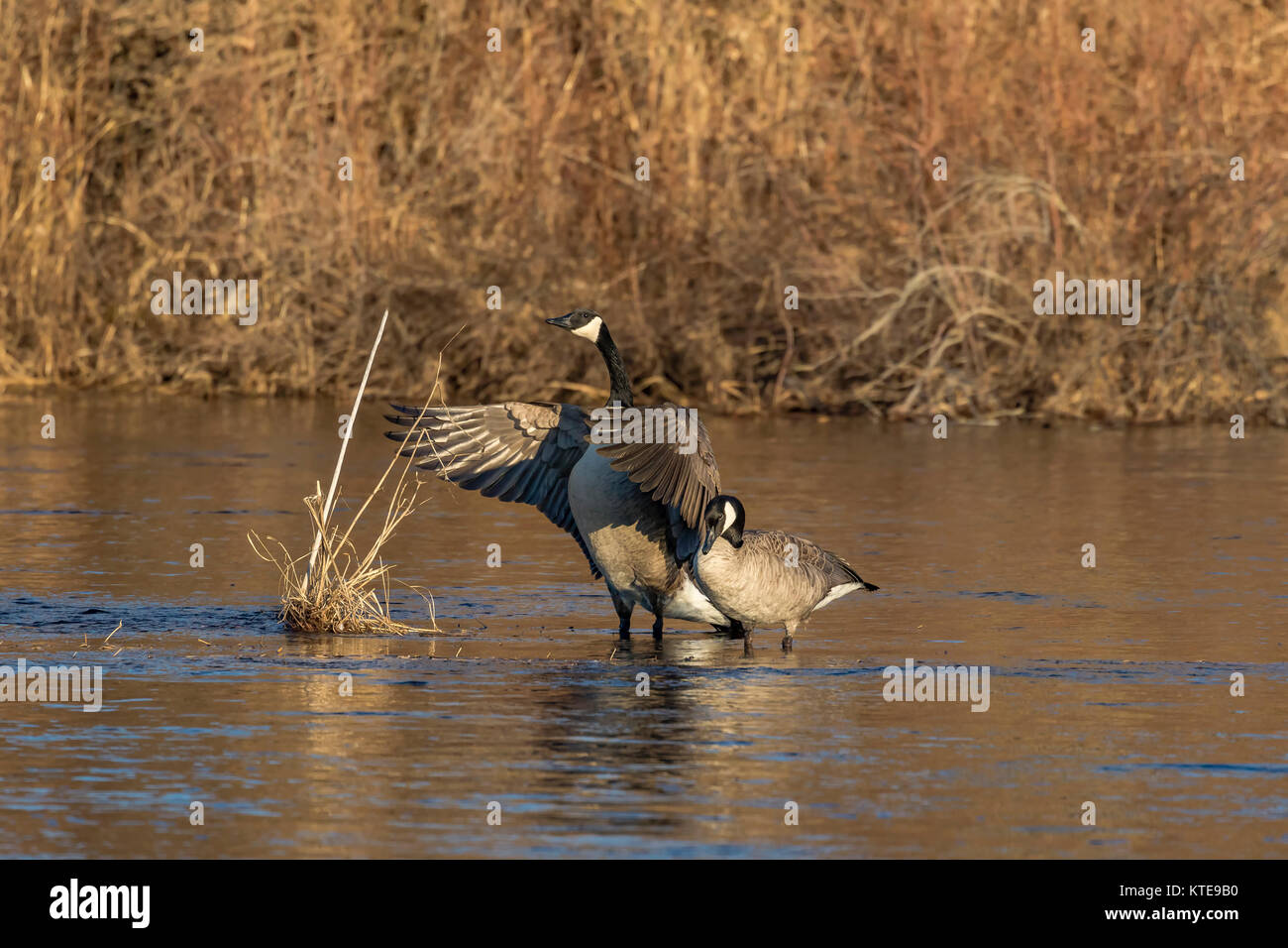 Canada geese - breeding pair Stock Photo - Alamy