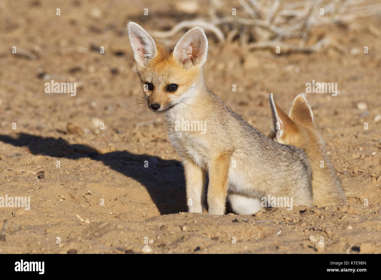 Cape foxes (Vulpes chama), two cubs at burrow entrance, evening light ...