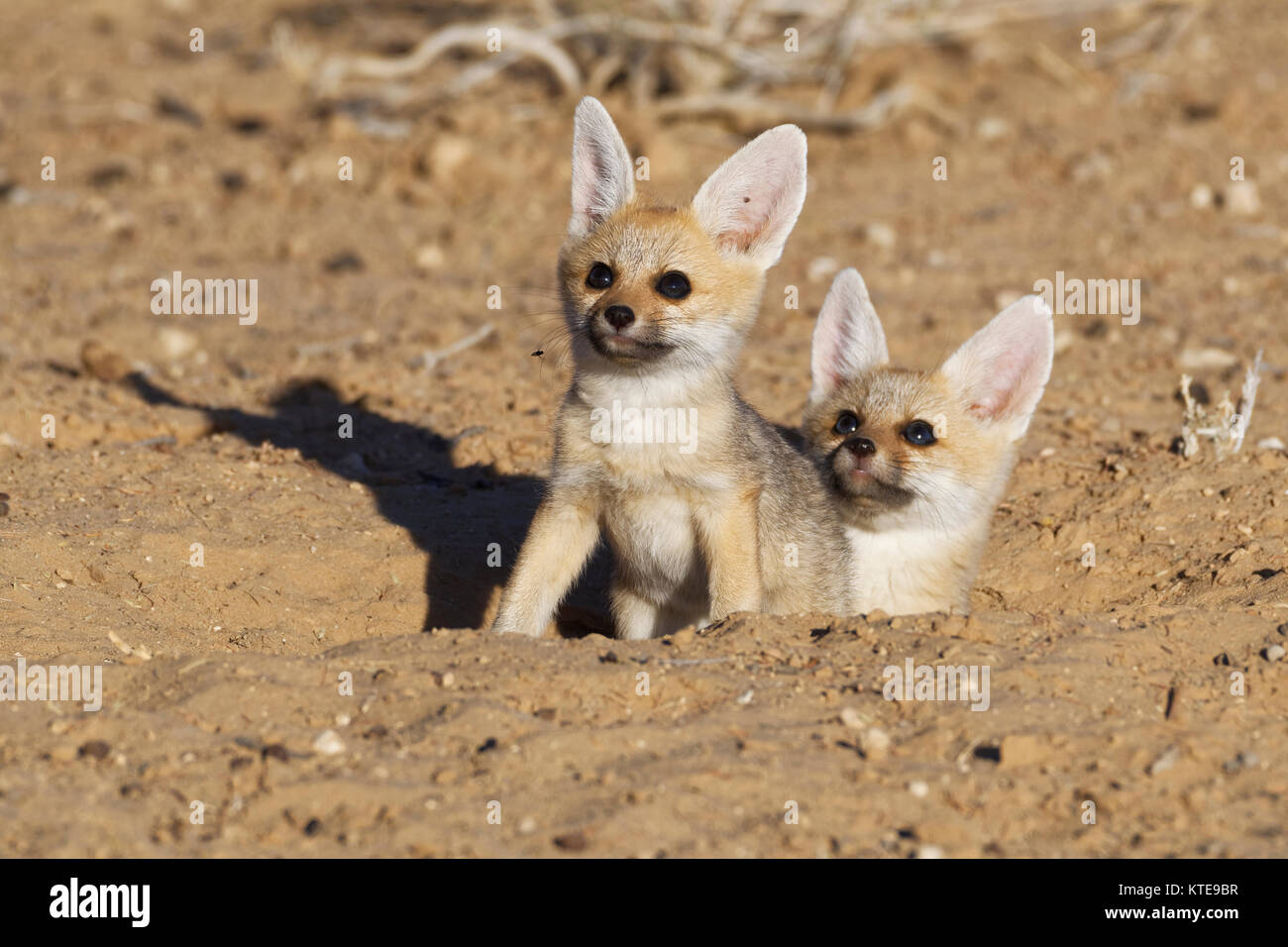 Cape foxes (Vulpes chama), two cubs looking up at burrow entrance ...
