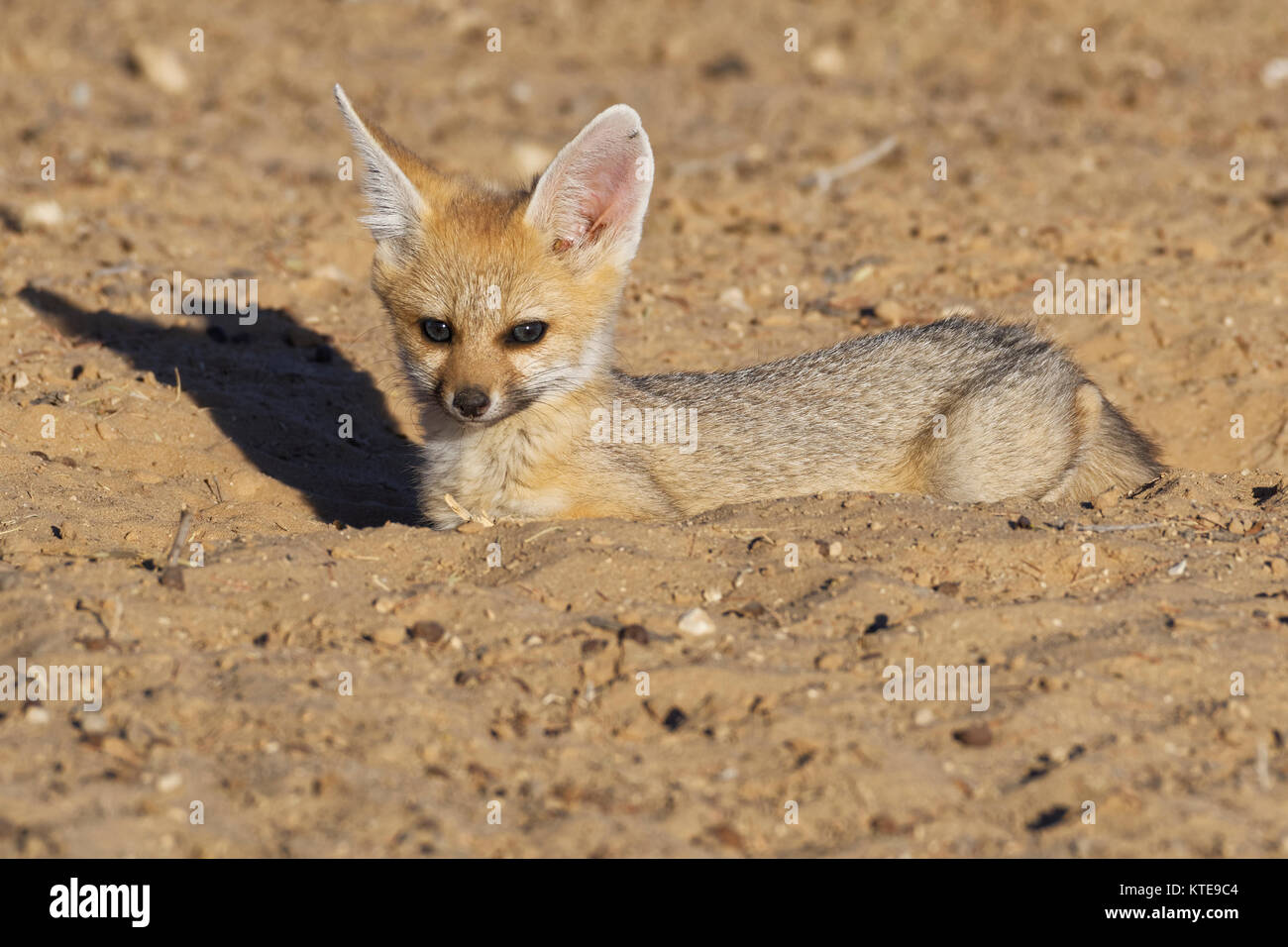 Cape fox (Vulpes chama), lying cub looking out from burrow entrance ...