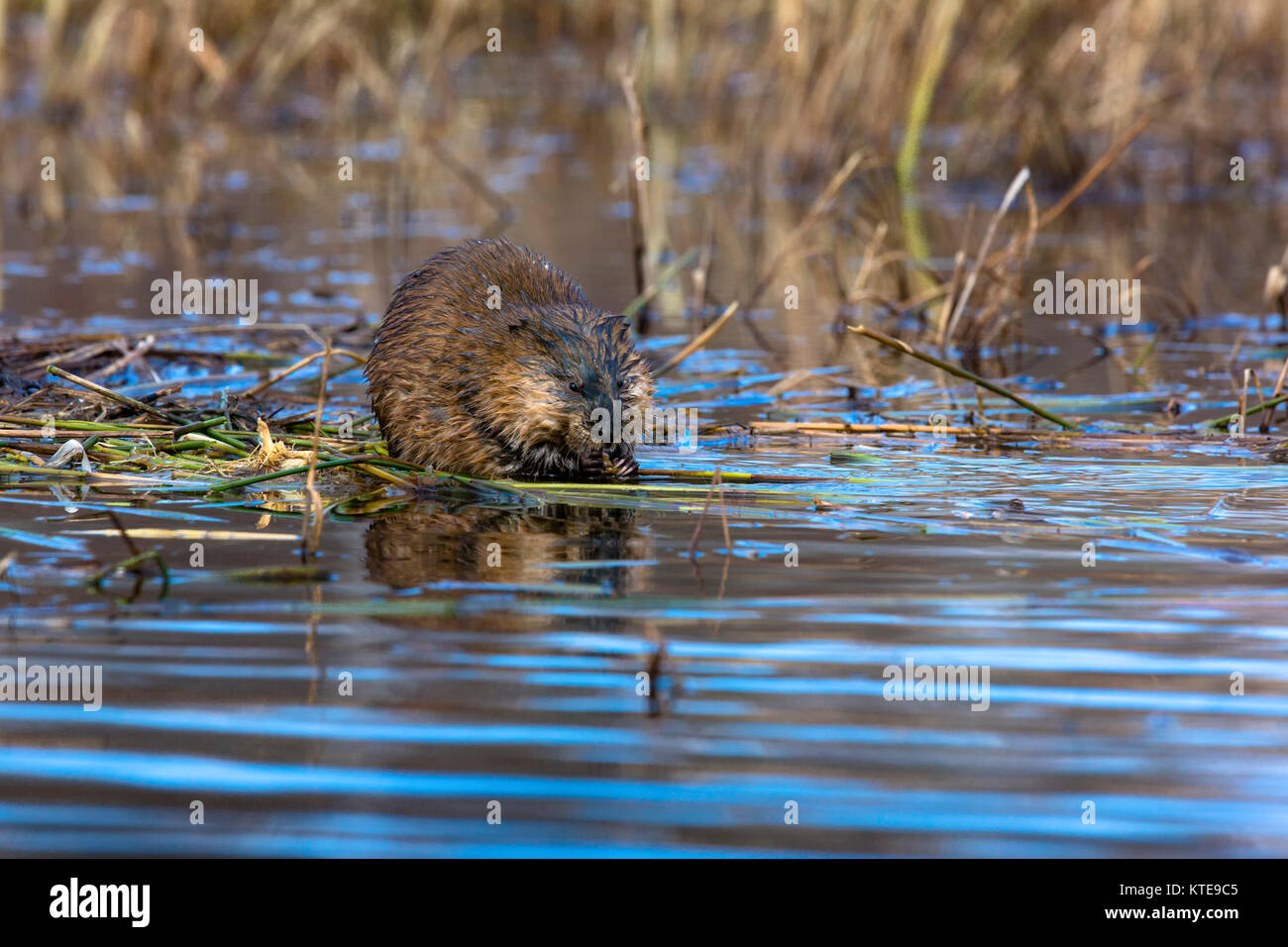 Muskrat feeding hi-res stock photography and images - Alamy