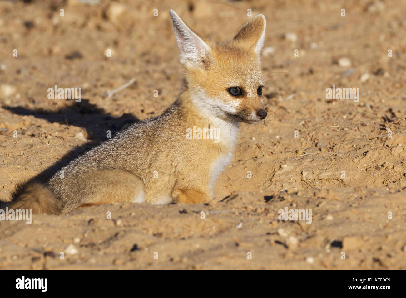 Cape fox (Vulpes chama), cub looking out from burrow entrance, evening ...