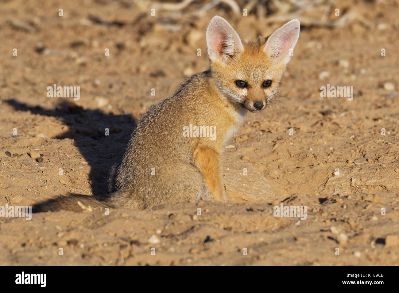 Cape fox (Vulpes chama), cub looking out from burrow entrance, evening ...
