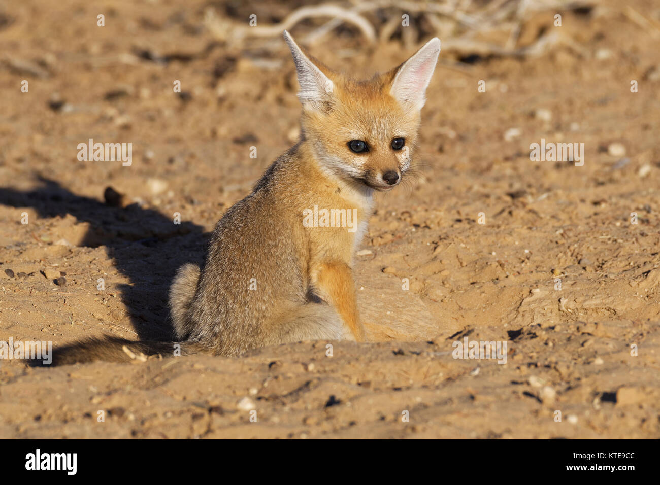 Cape fox (Vulpes chama), cub looking out from burrow entrance, evening ...