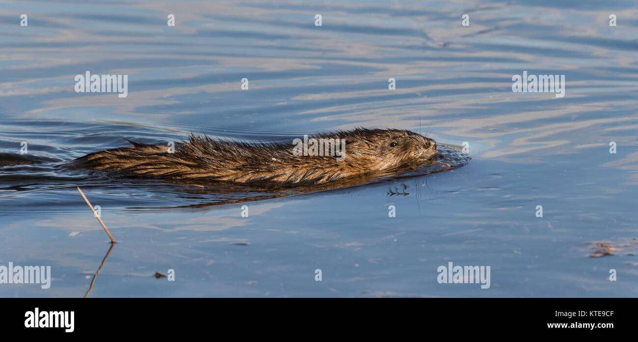 Muskrat swimming in a northern Wisconsin lake Stock Photo - Alamy