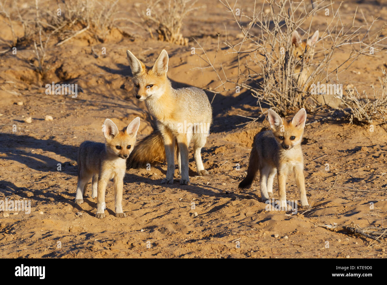 Cape foxes (Vulpes chama), mother and cubs standing in front of the ...