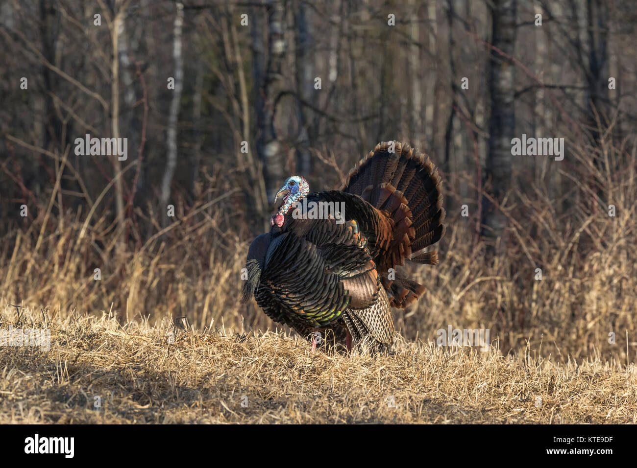 Eastern wild Turkey Stock Photo - Alamy