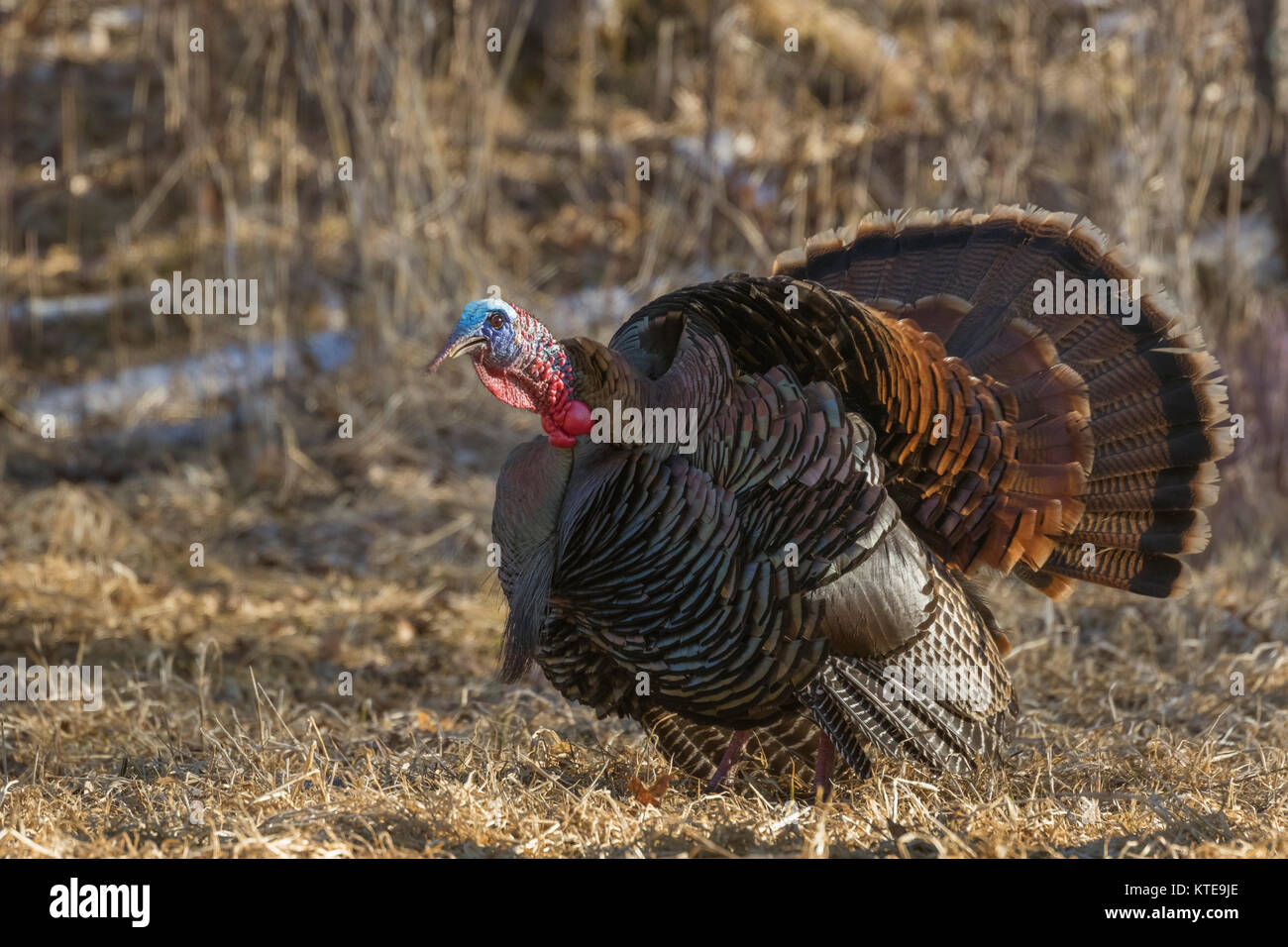 Eastern wild Turkey Stock Photo - Alamy