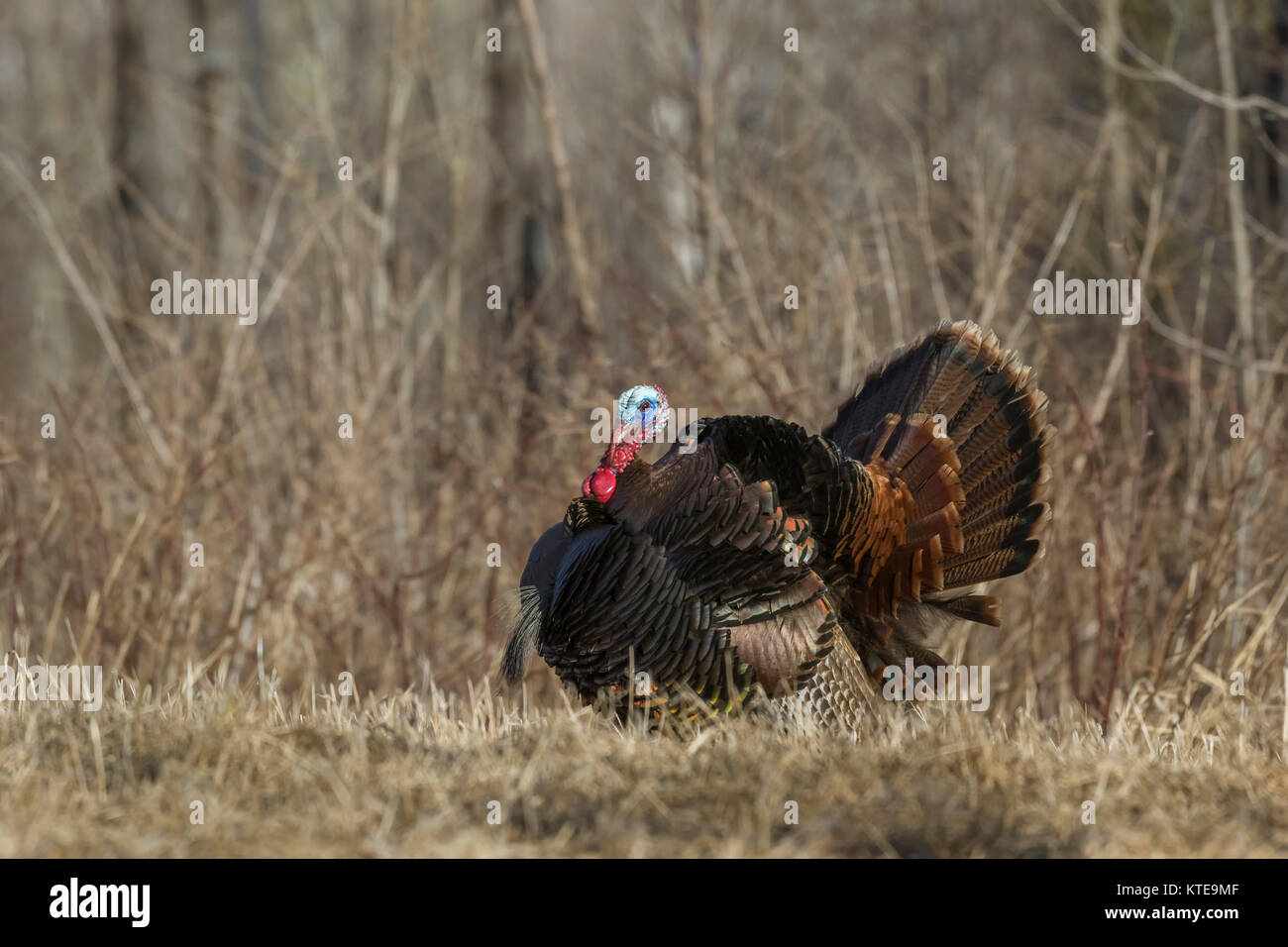 Eastern wild turkey strutting Stock Photo - Alamy