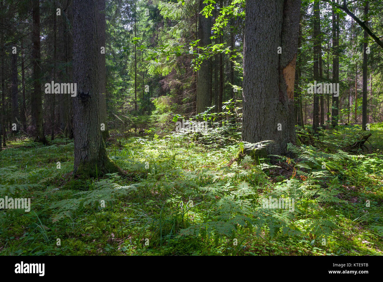Summertime mixed stand with single spruce tree in foreground in sun of ...