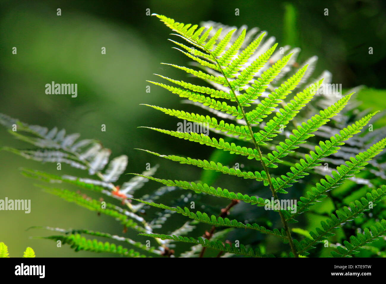 Bunch of ferns brightly lit against dark fuzzy background in summer ...