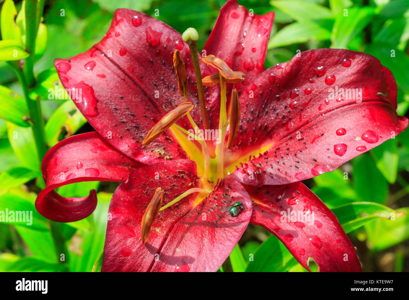 Red single flower of lily with waterdrops in sun close-up Stock Photo ...