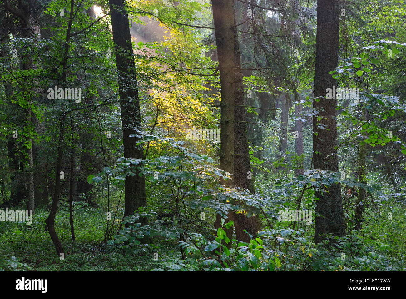 Sunbeam entering rich deciduous forest in misty evening rain after with ...