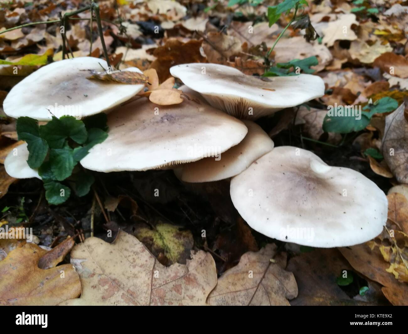 Bunch of autumnal edible fungi Oyster Mushroom(Pleurotus ostreatus ...