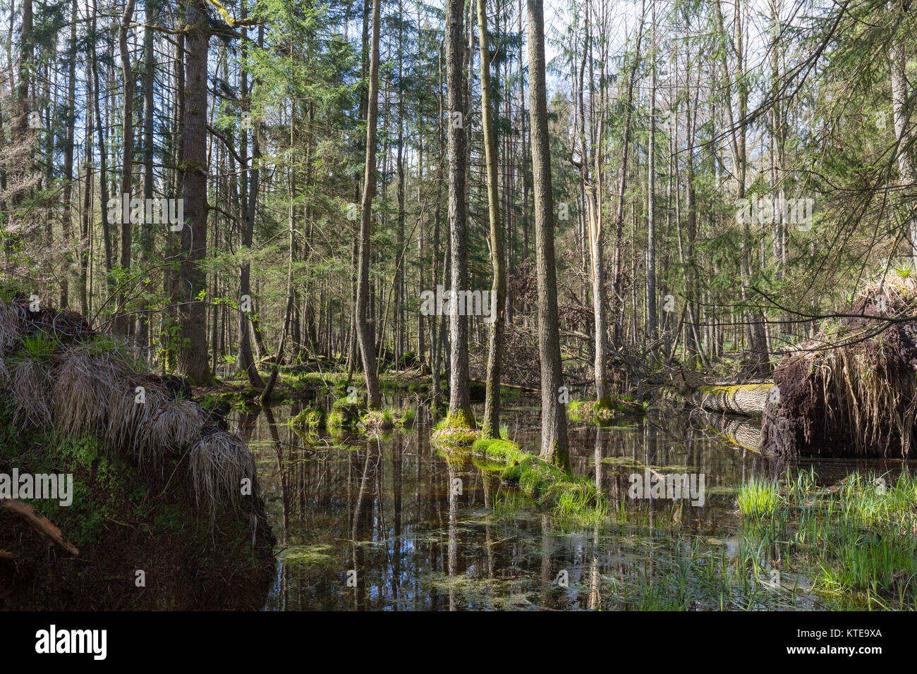 Springtime alder-bog forest with standing water, Bialowieza Forest ...