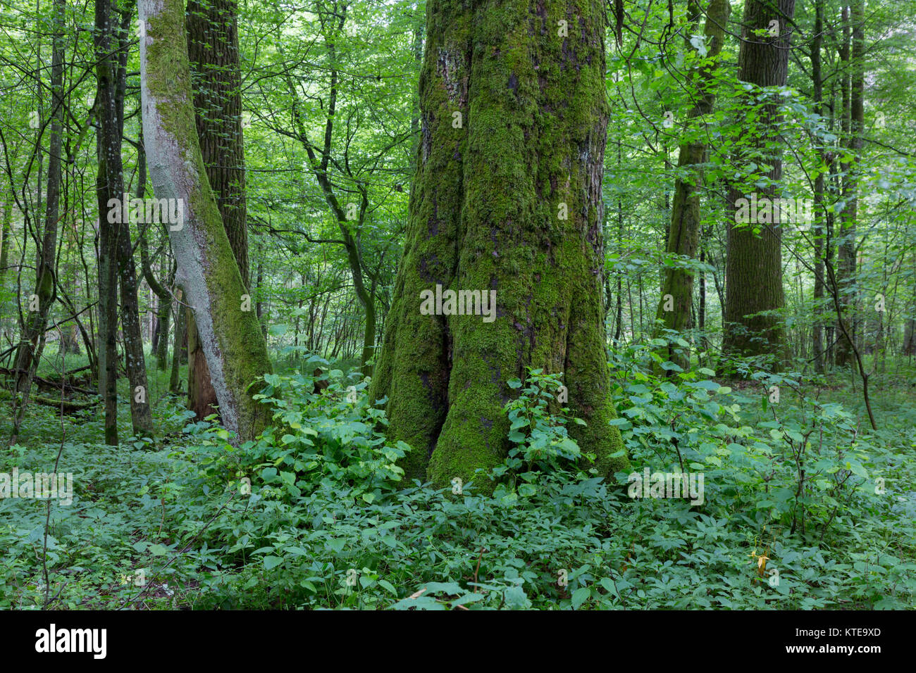 Old trees of primeval stand of Bialowieza Forest in summer with ...