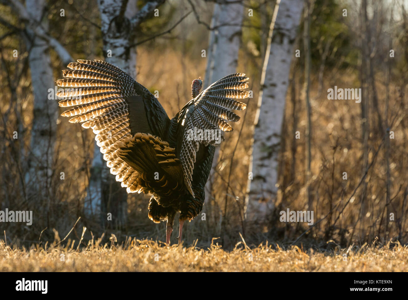 Eastern wild Turkey Stock Photo - Alamy