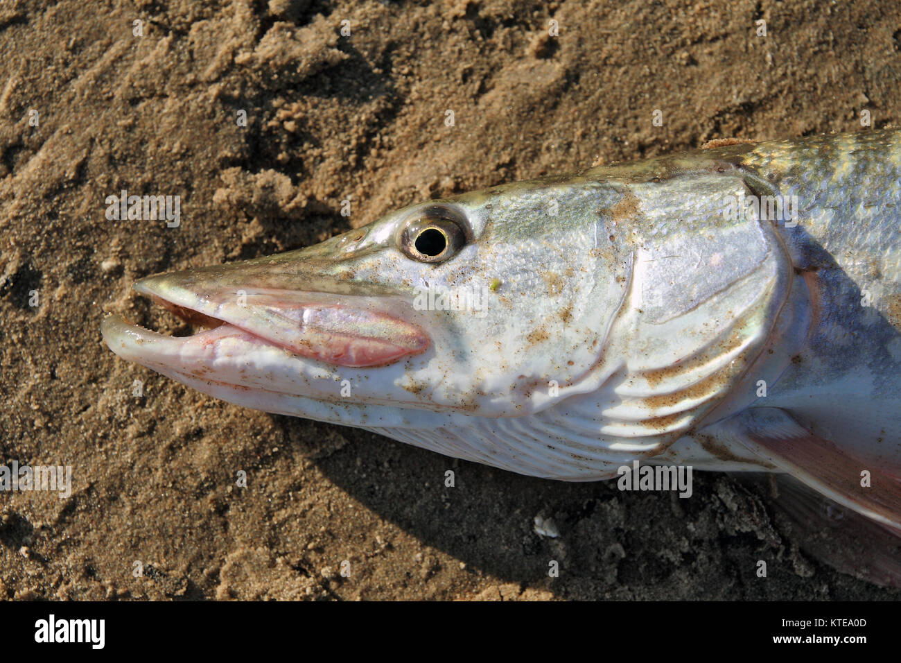 The head of northern pike Stock Photo - Alamy