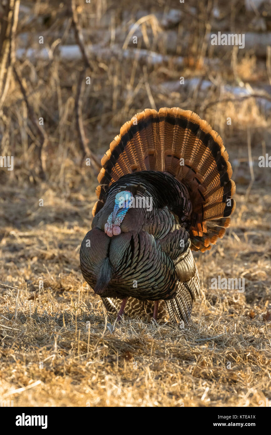 Eastern wild Turkey Stock Photo - Alamy