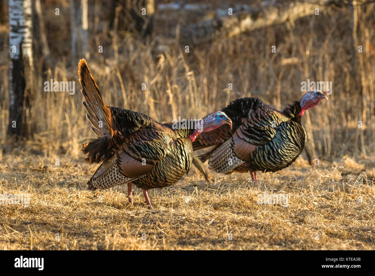 Eastern wild turkeys Stock Photo - Alamy