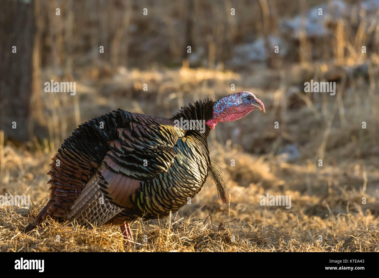 Eastern wild Turkey Stock Photo - Alamy