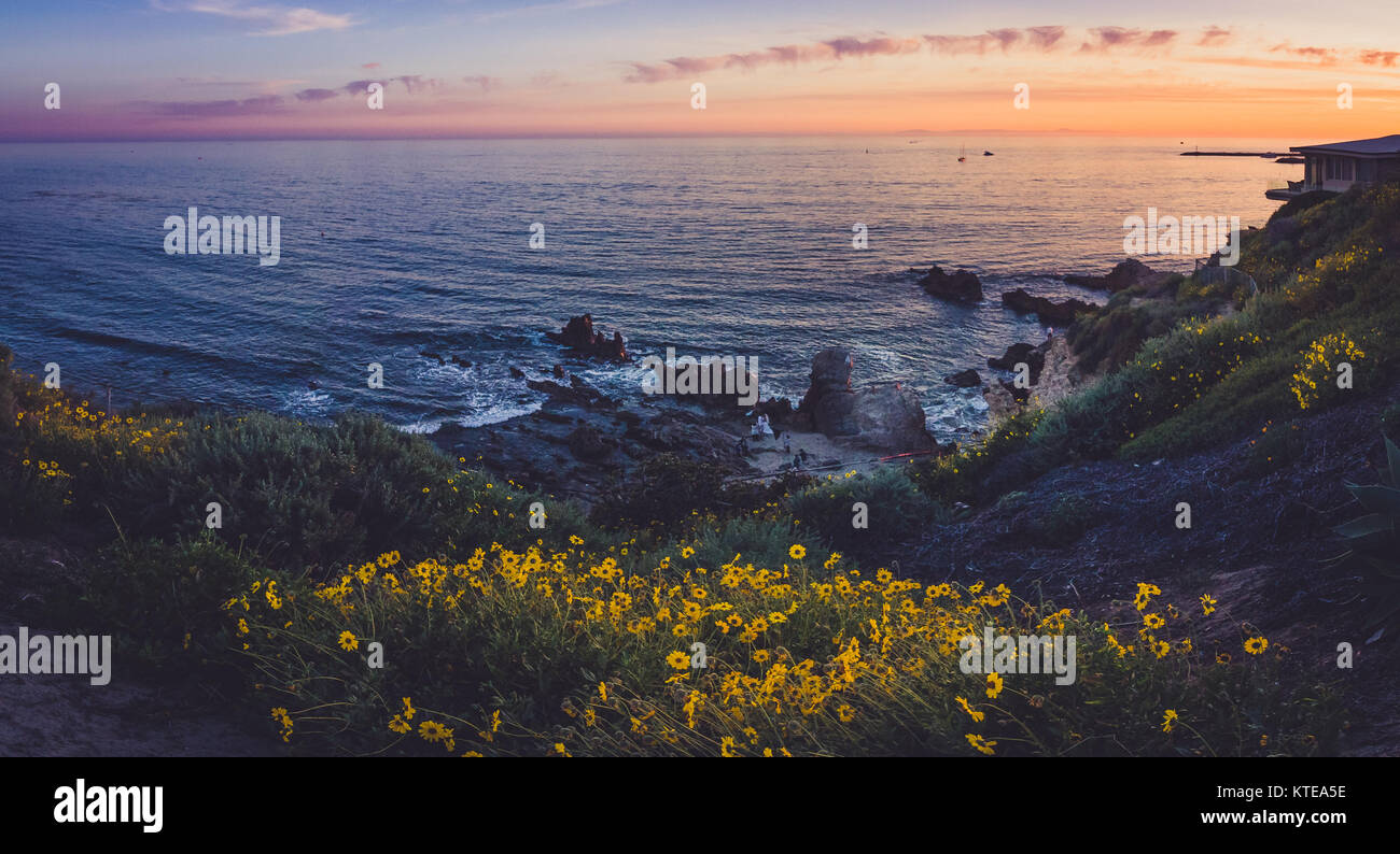 Beautiful black-eyed susan flowers and cliff-side sunset during the ...