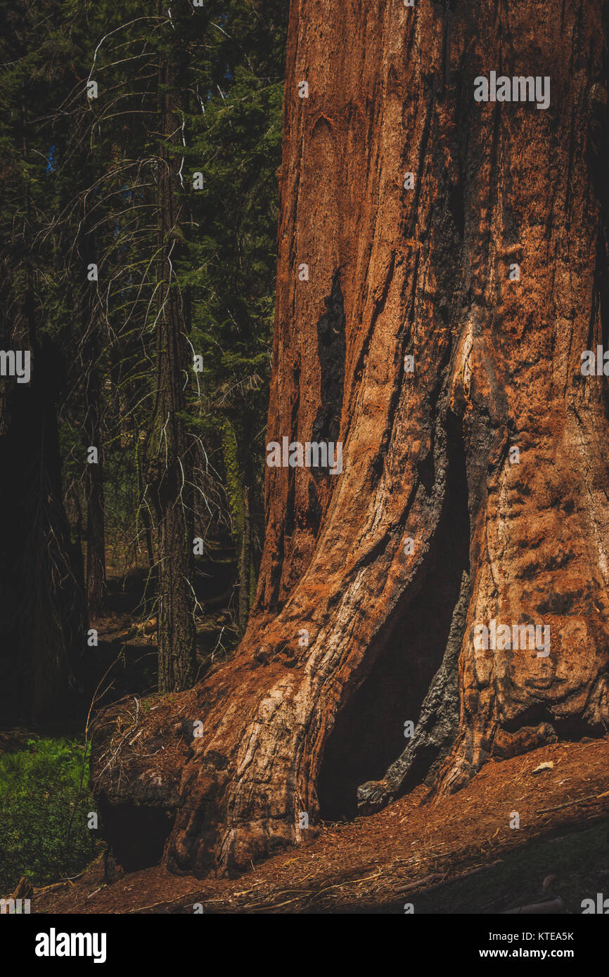 Giant Sequoia tree along the General Sherman Trail, Sequoia National ...