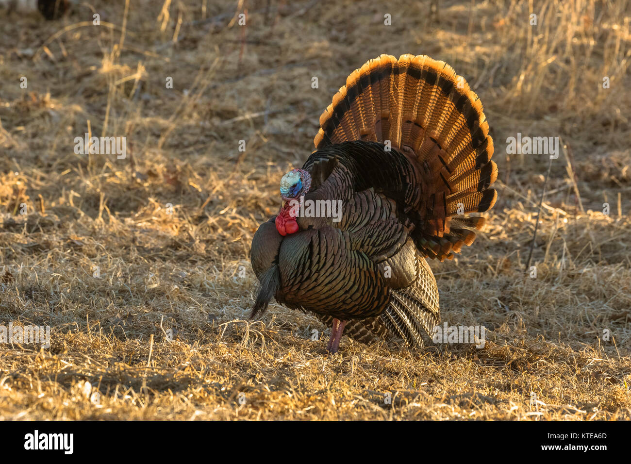 Eastern wild Turkey Stock Photo - Alamy