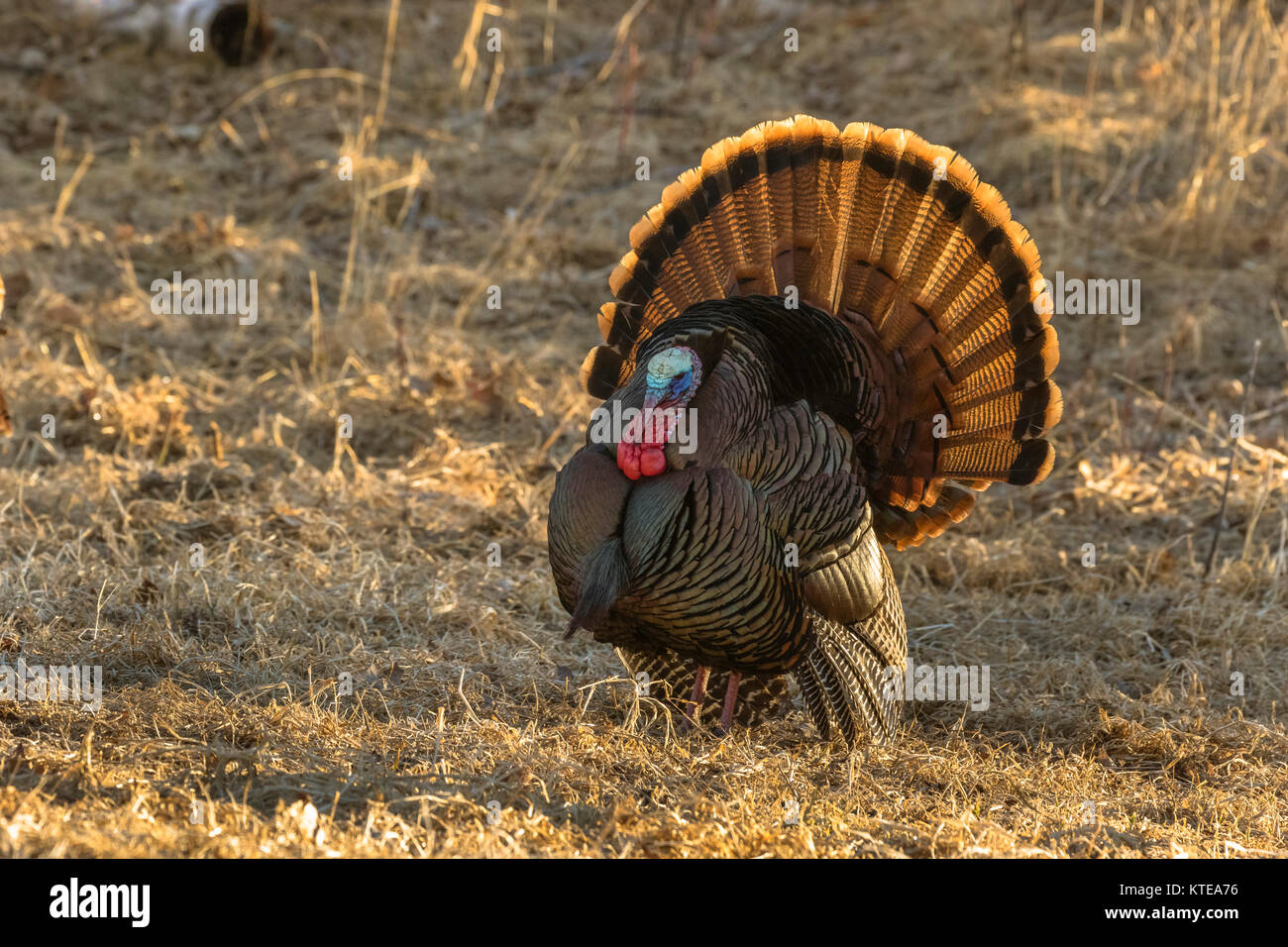 Turkey display hi-res stock photography and images - Alamy