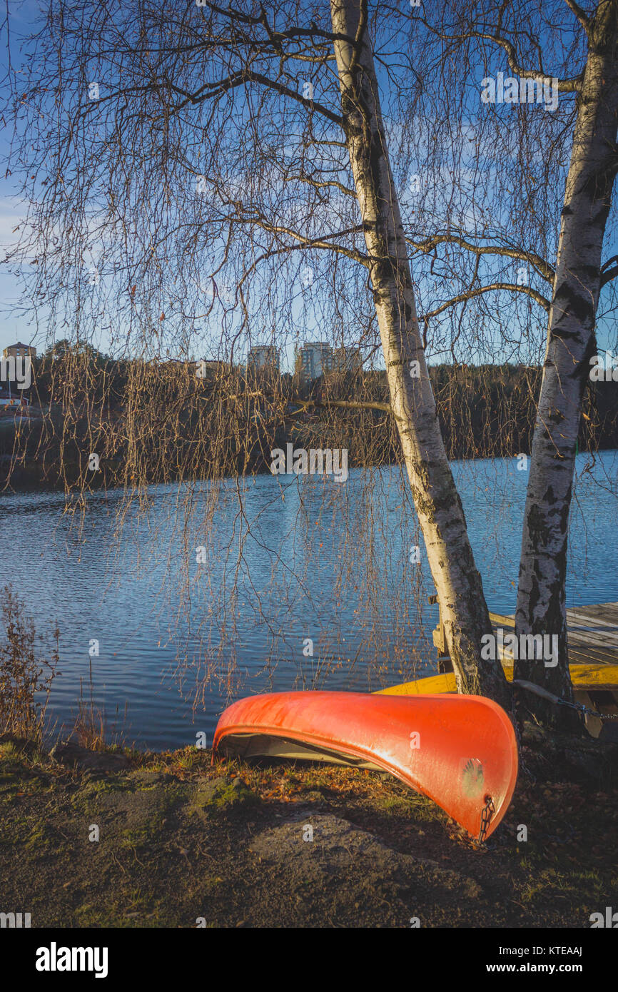 Red and yellow canoes chained to two birch trees along the waterfront ...
