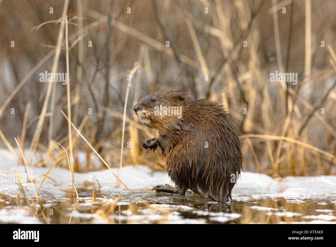 Muskrat snow hi-res stock photography and images - Alamy