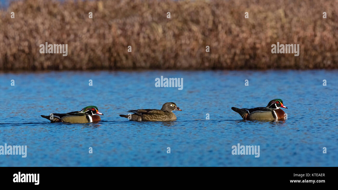 Wood Duck - Hen Stock Photo - Alamy