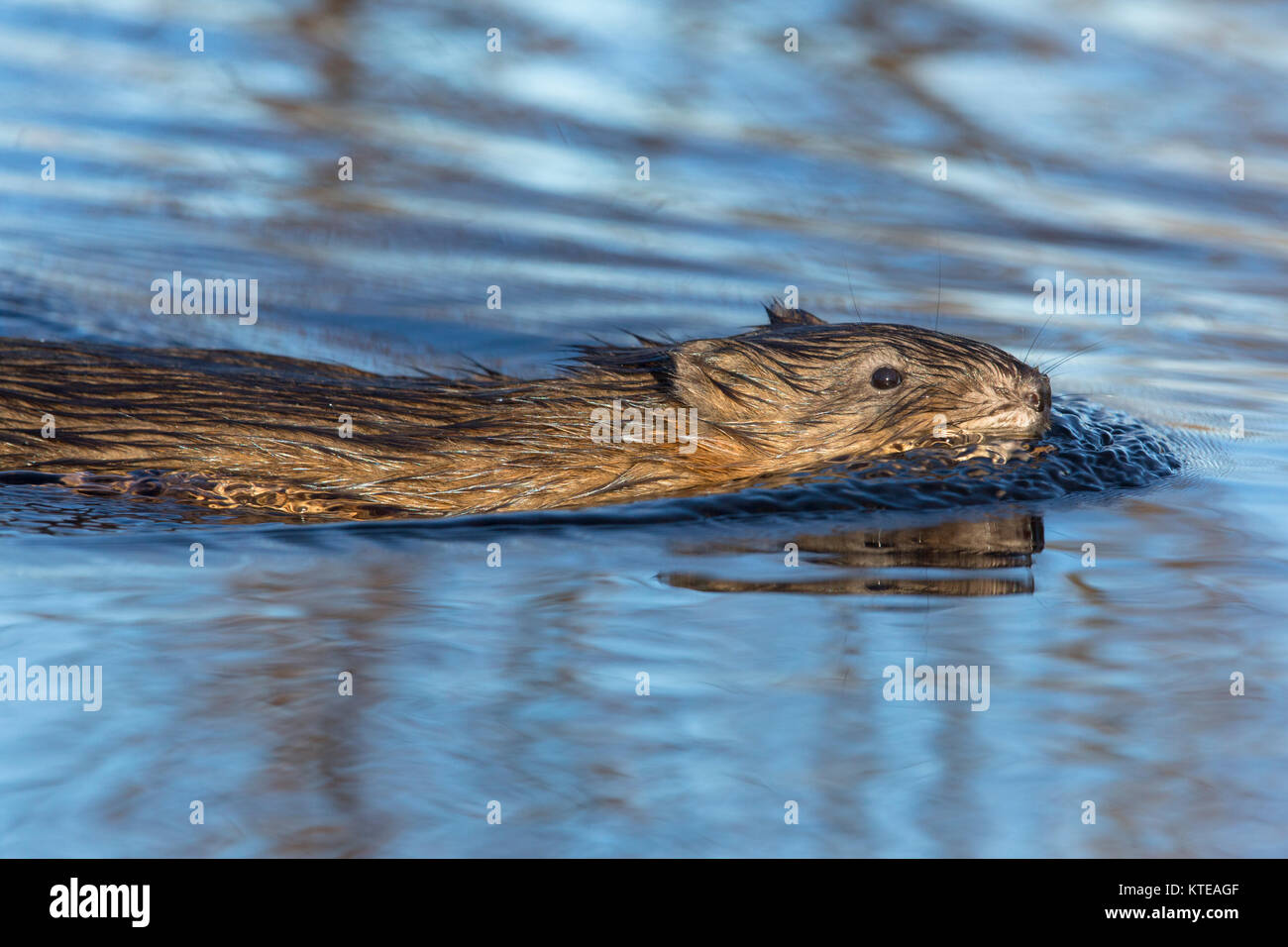 Muskrat habitat hi-res stock photography and images - Alamy